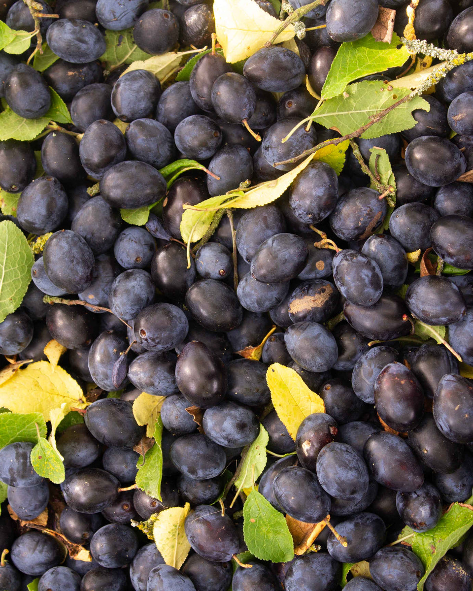 Hand-picked Damson Fruit Spirit